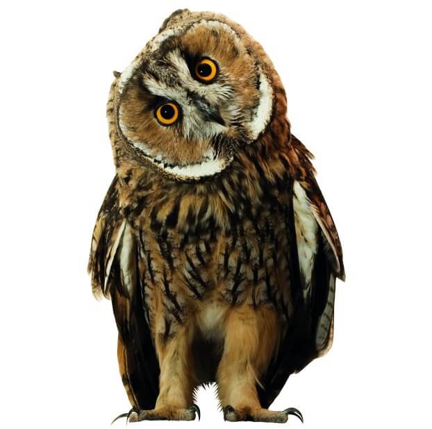 Kinderyoga oefening: De uil - El Sole